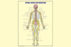Triple Crush Syndrome: What is it and How Can Chiropractic Help ...